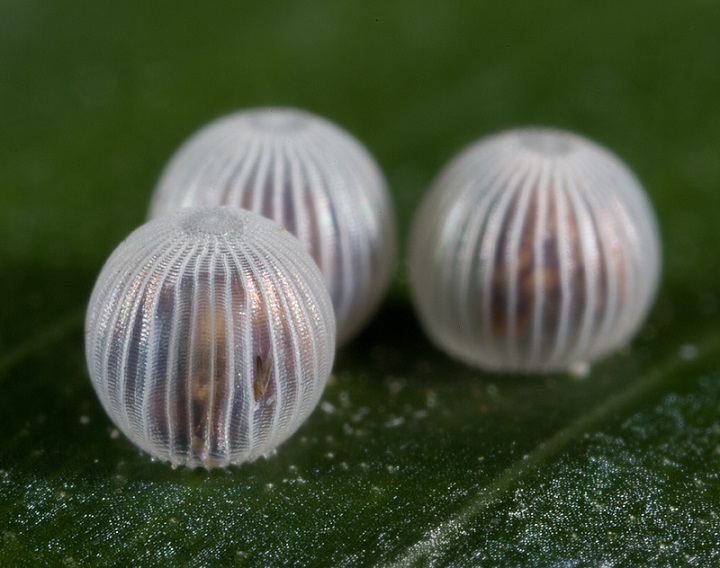 Butterfly Egg
